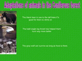 Coniferous Forest Animals And Adaptations