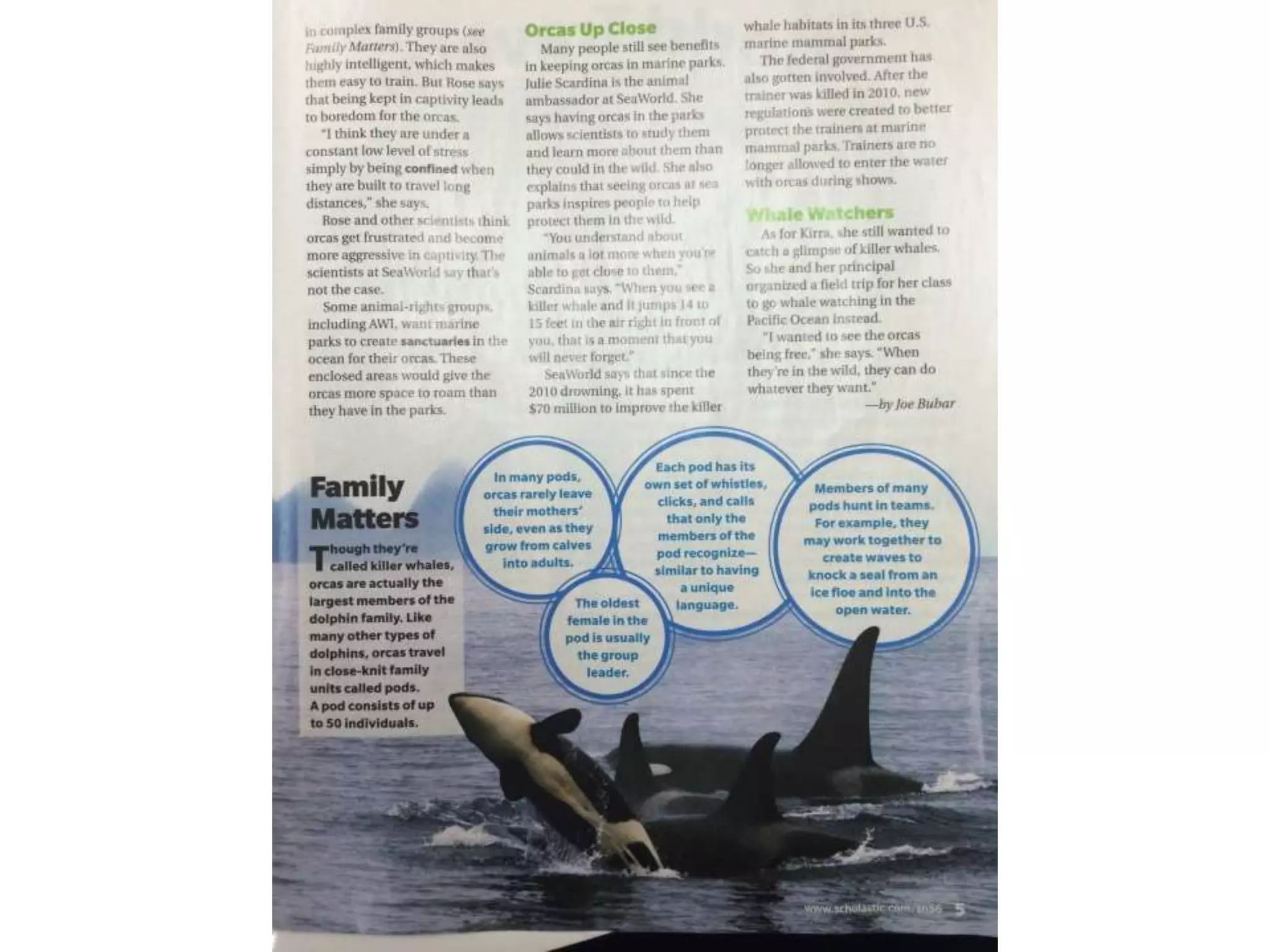 Killer Whale Persuasive Essay | PPTX