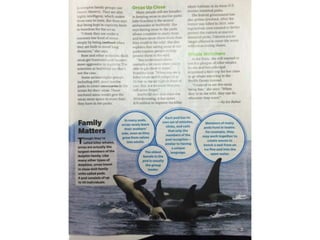 Killer Whale Persuasive Essay | PPTX