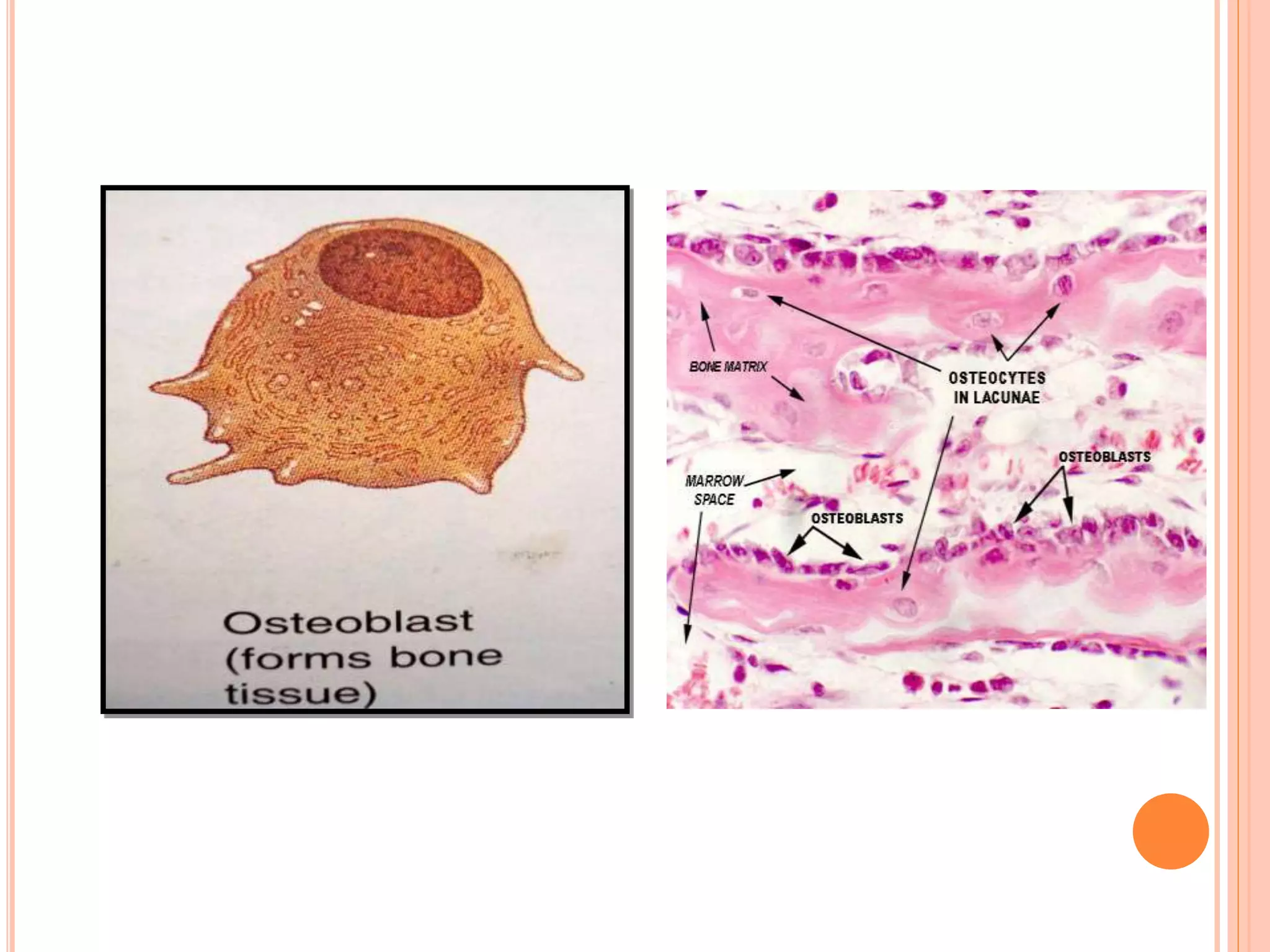 bone formation and resorption | PPTX