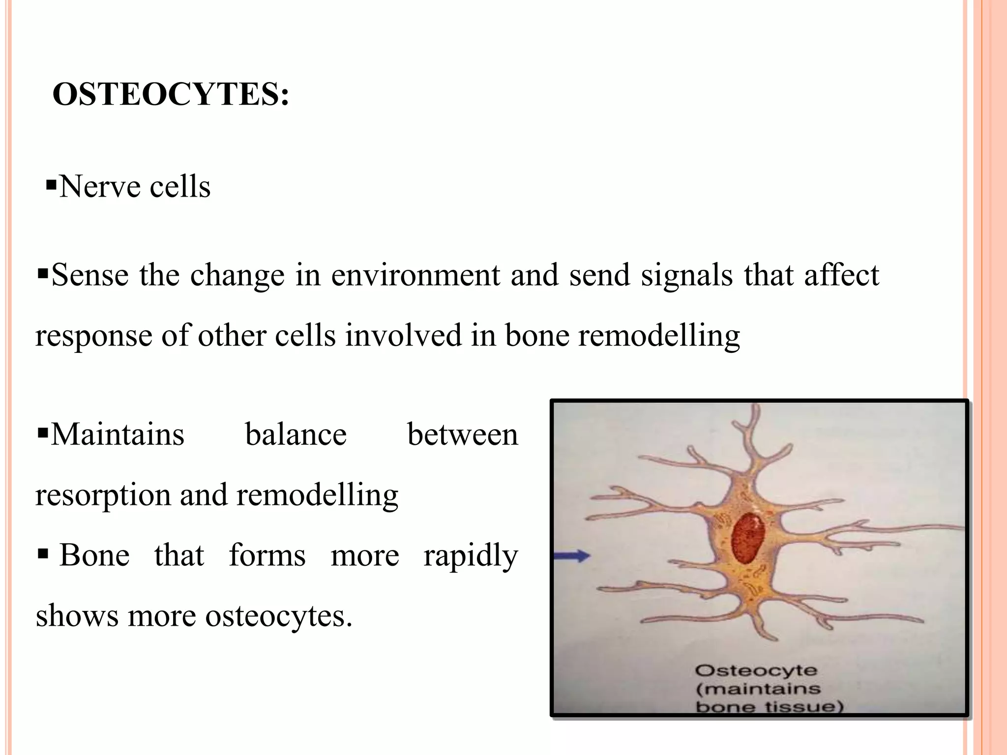 bone formation and resorption | PPTX