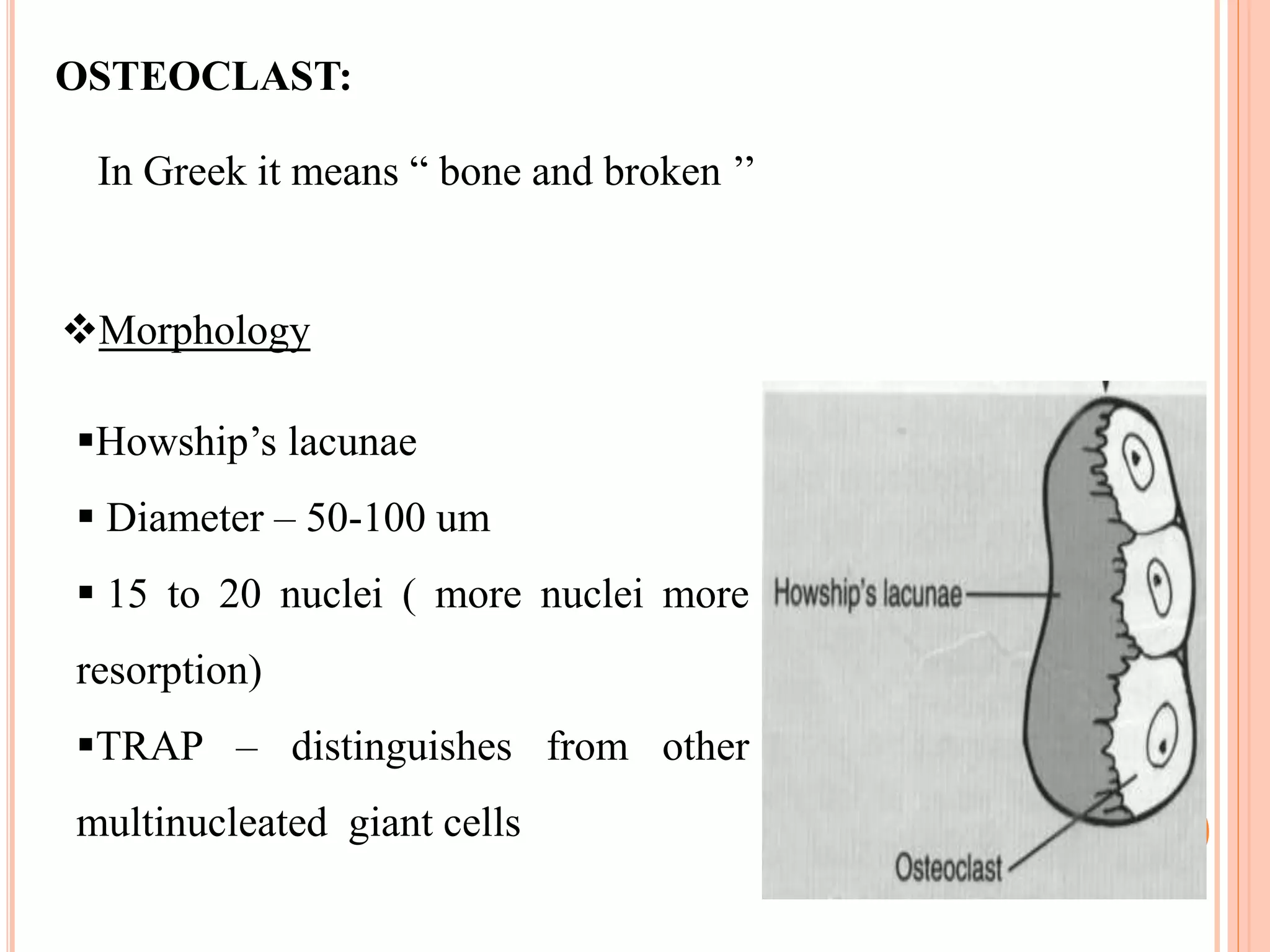bone formation and resorption | PPTX