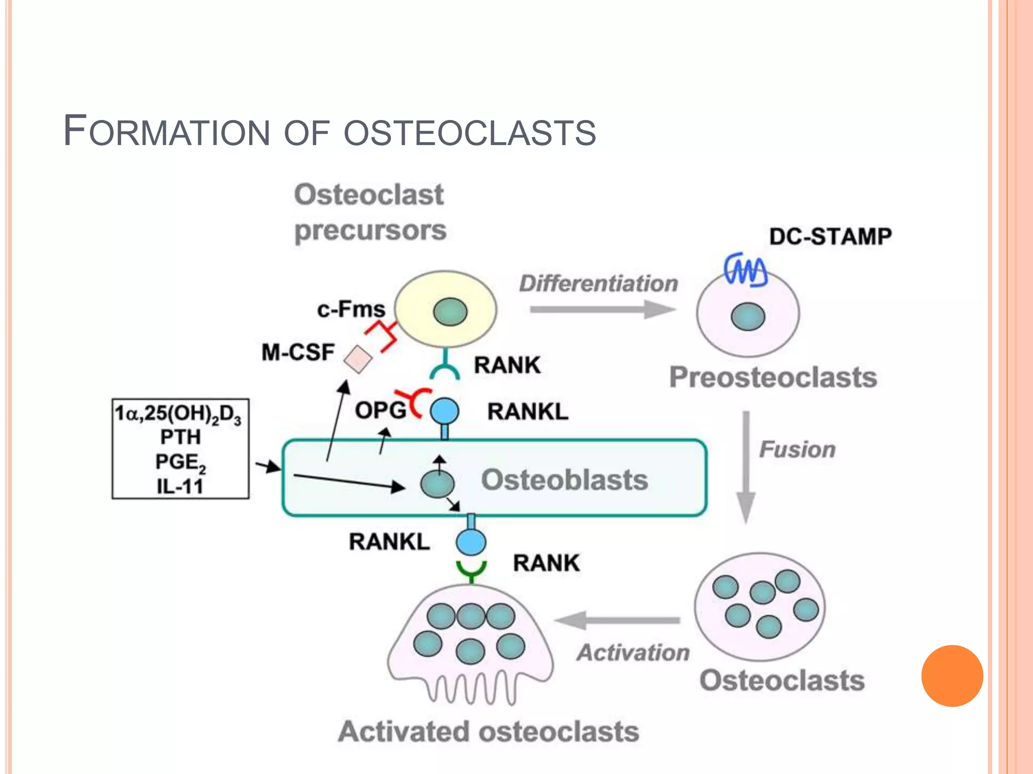 bone formation and resorption | PPTX
