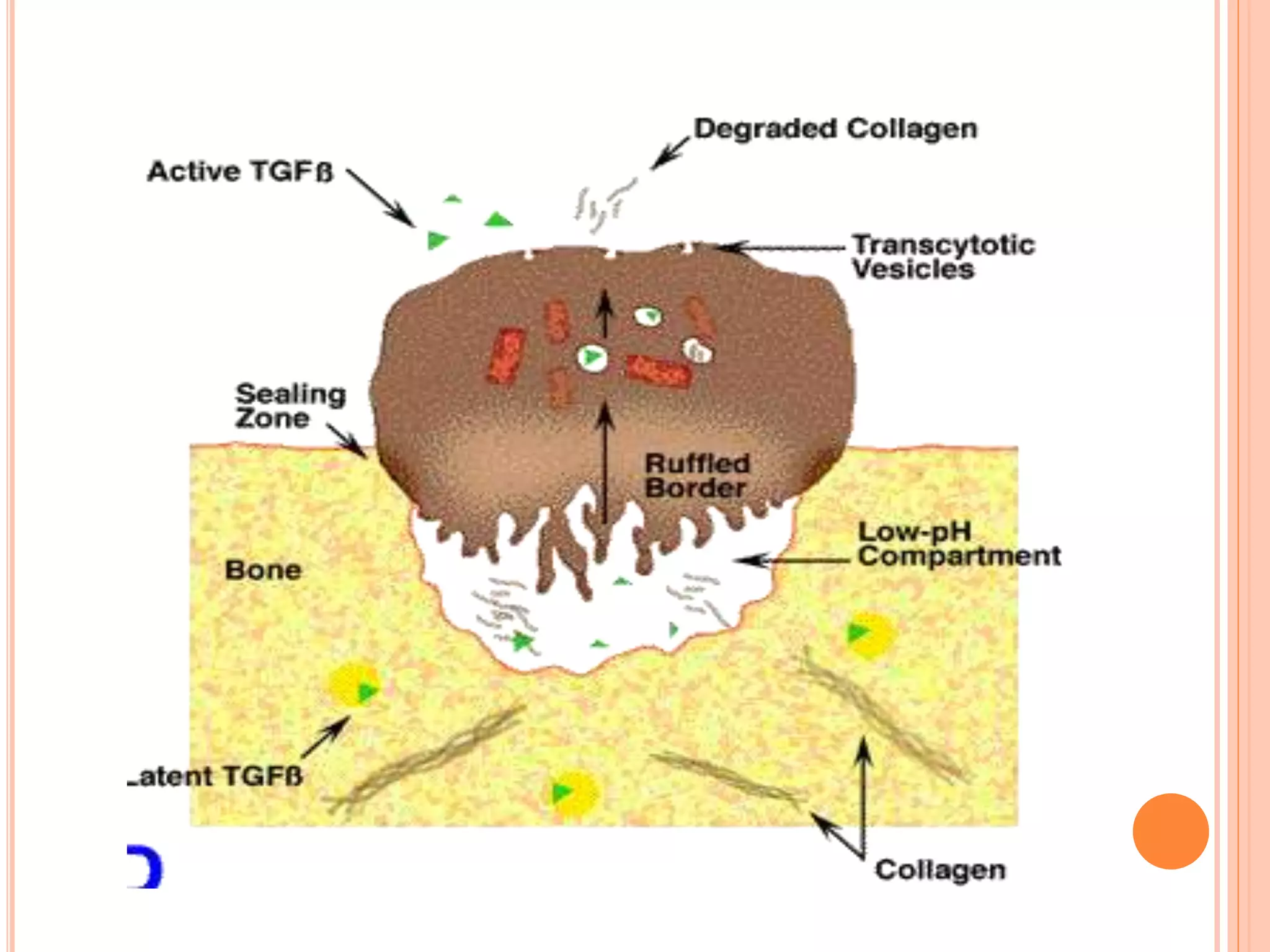 bone formation and resorption | PPTX