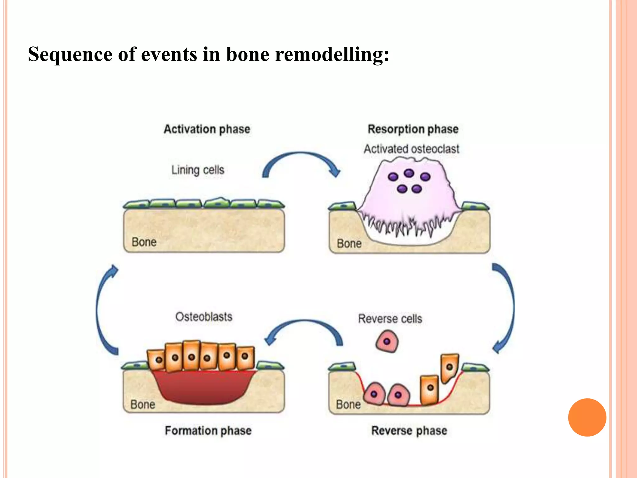 bone formation and resorption | PPTX