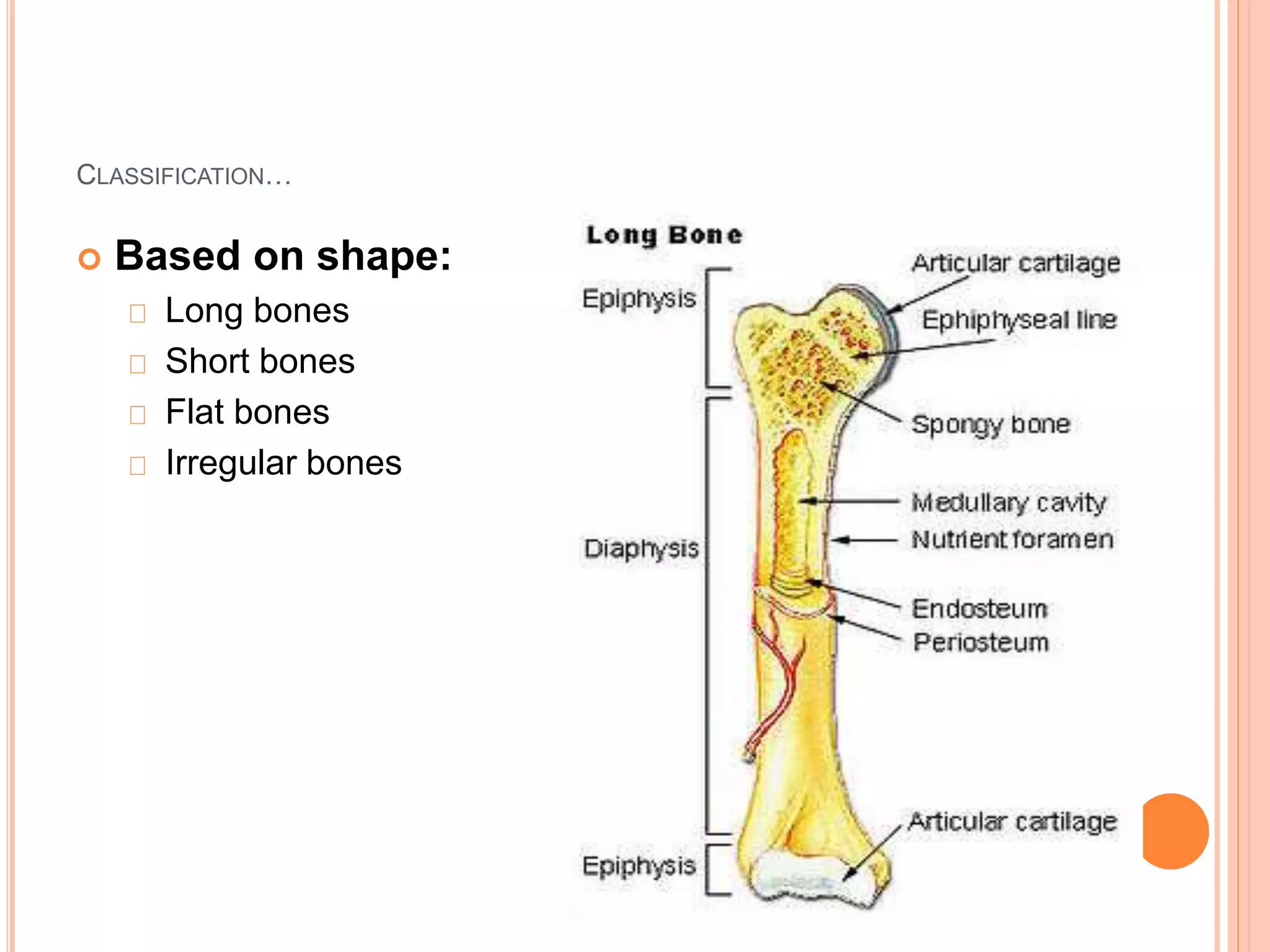 bone formation and resorption | PPTX