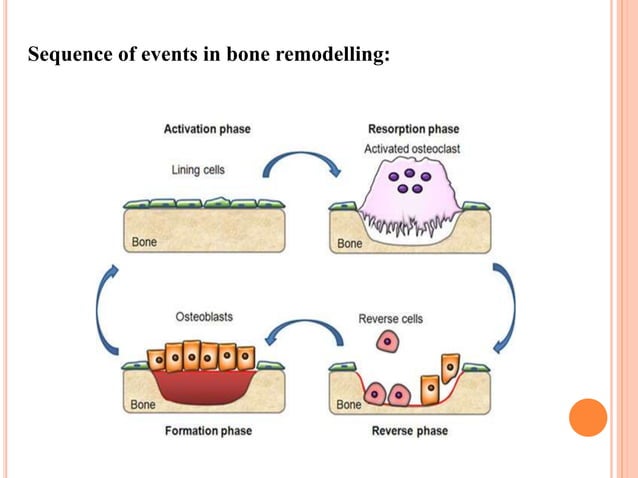 bone formation and resorption | PPTX