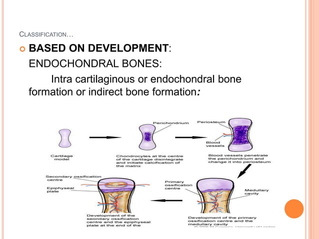 bone formation and resorption | PPTX
