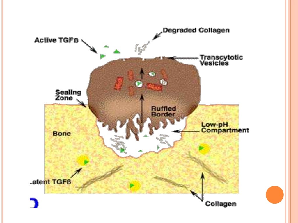 bone formation and resorption