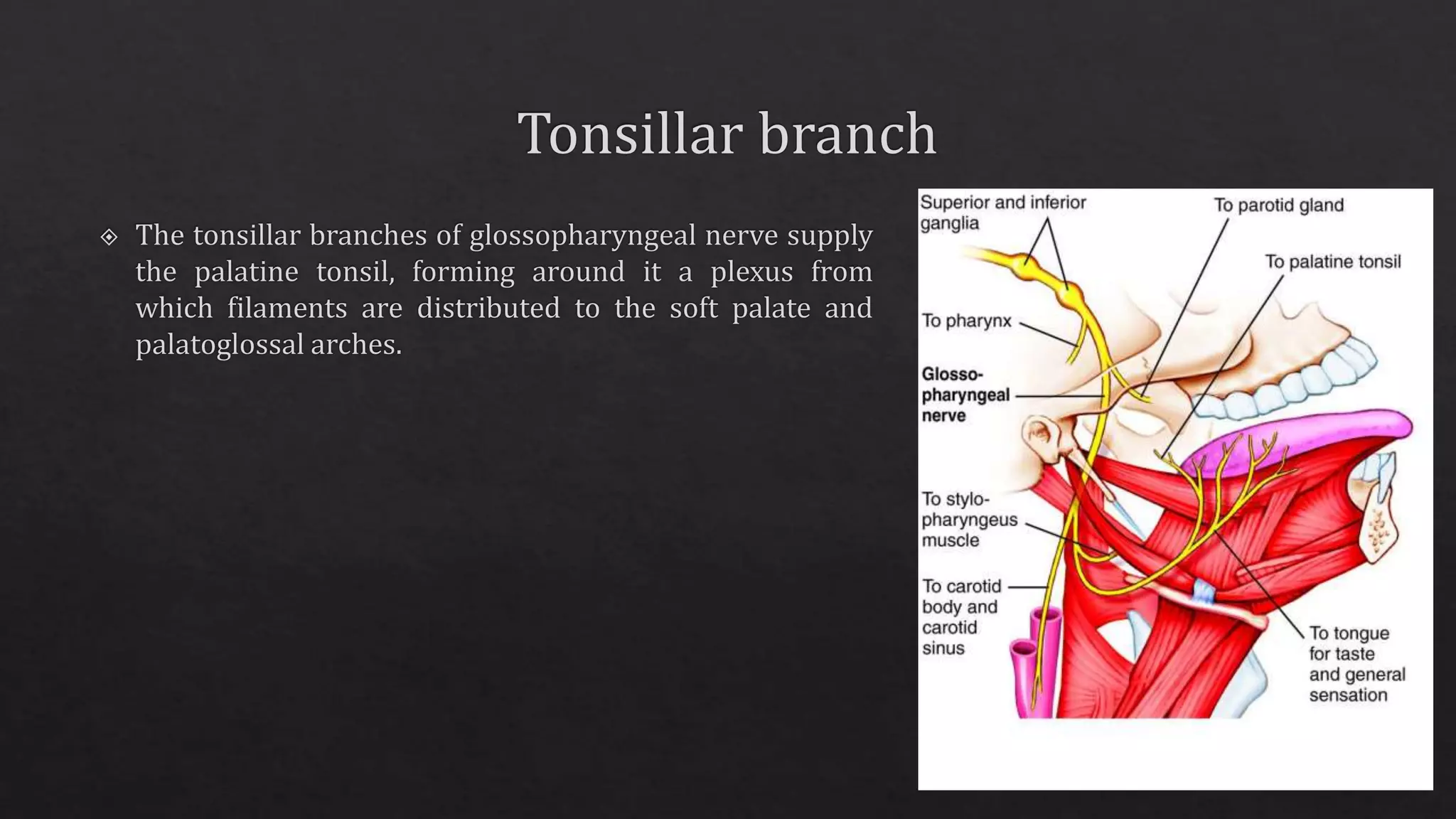 GLOSSOPHARYNGEAL NERVE , HYPOGLOSSAL NERVE AND ITS APPLIED ANATOMY | PPTX