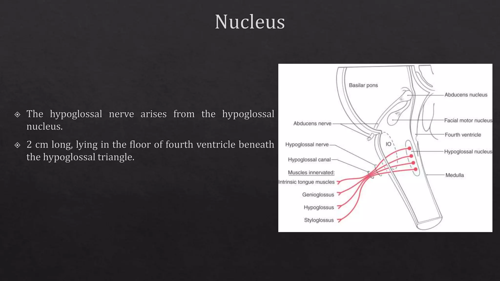 GLOSSOPHARYNGEAL NERVE , HYPOGLOSSAL NERVE AND ITS APPLIED ANATOMY ...