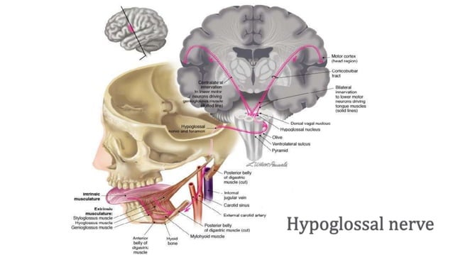 GLOSSOPHARYNGEAL NERVE , HYPOGLOSSAL NERVE AND ITS APPLIED ANATOMY ...