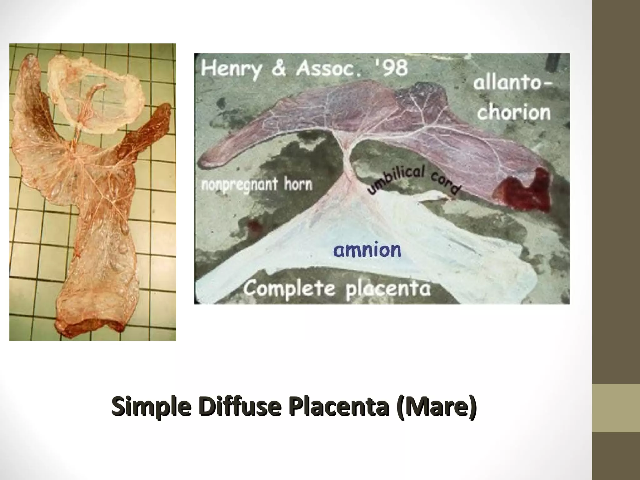 5th year practical revision 4 - placentation | PPT