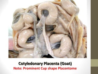 5th year practical revision 4 - placentation | PPT