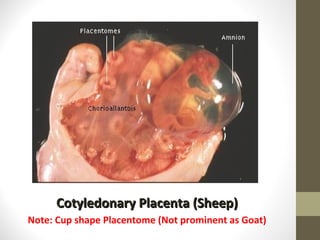 5th year practical revision 4 - placentation | PPT