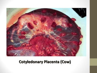 5th year practical revision 4 - placentation | PPT