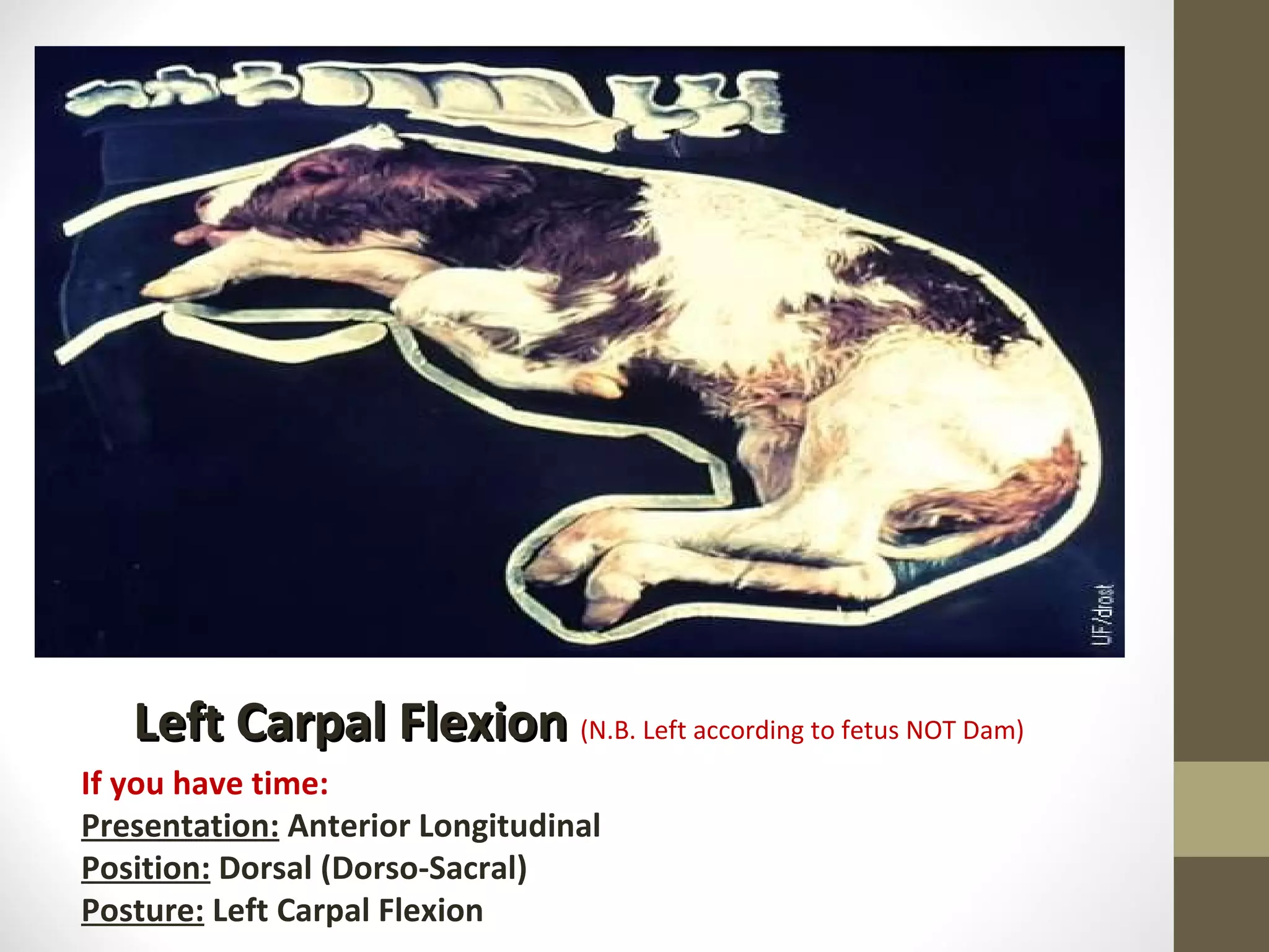 5th year practical revision fetal presentations | PPT