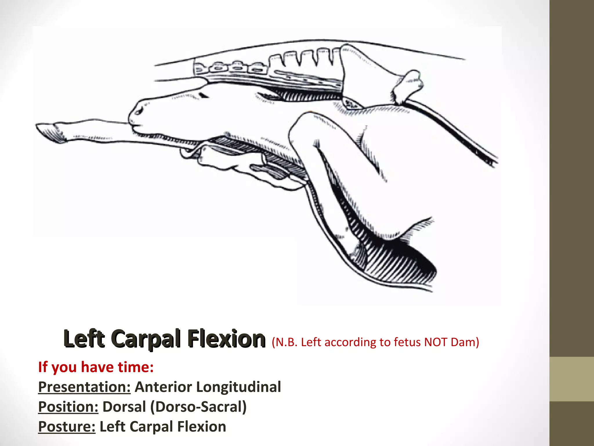 5th year practical revision fetal presentations | PPT