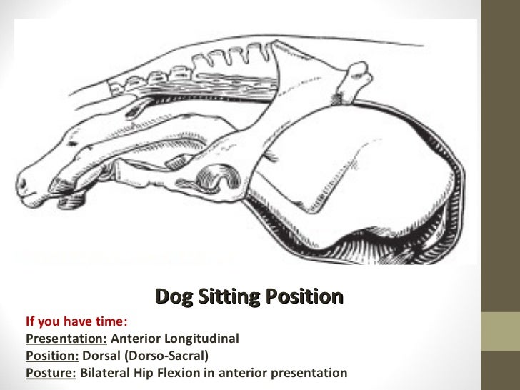 5th year practical revision fetal presentations