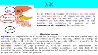5tociencias_sistema_digestivo.pptx