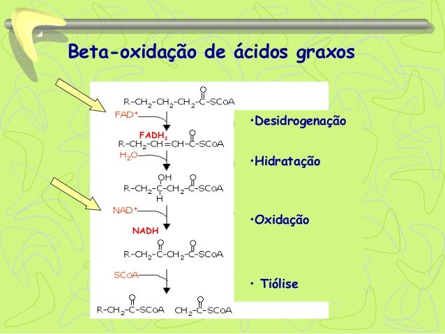 5 transporte de eletrons e sintese de atp
