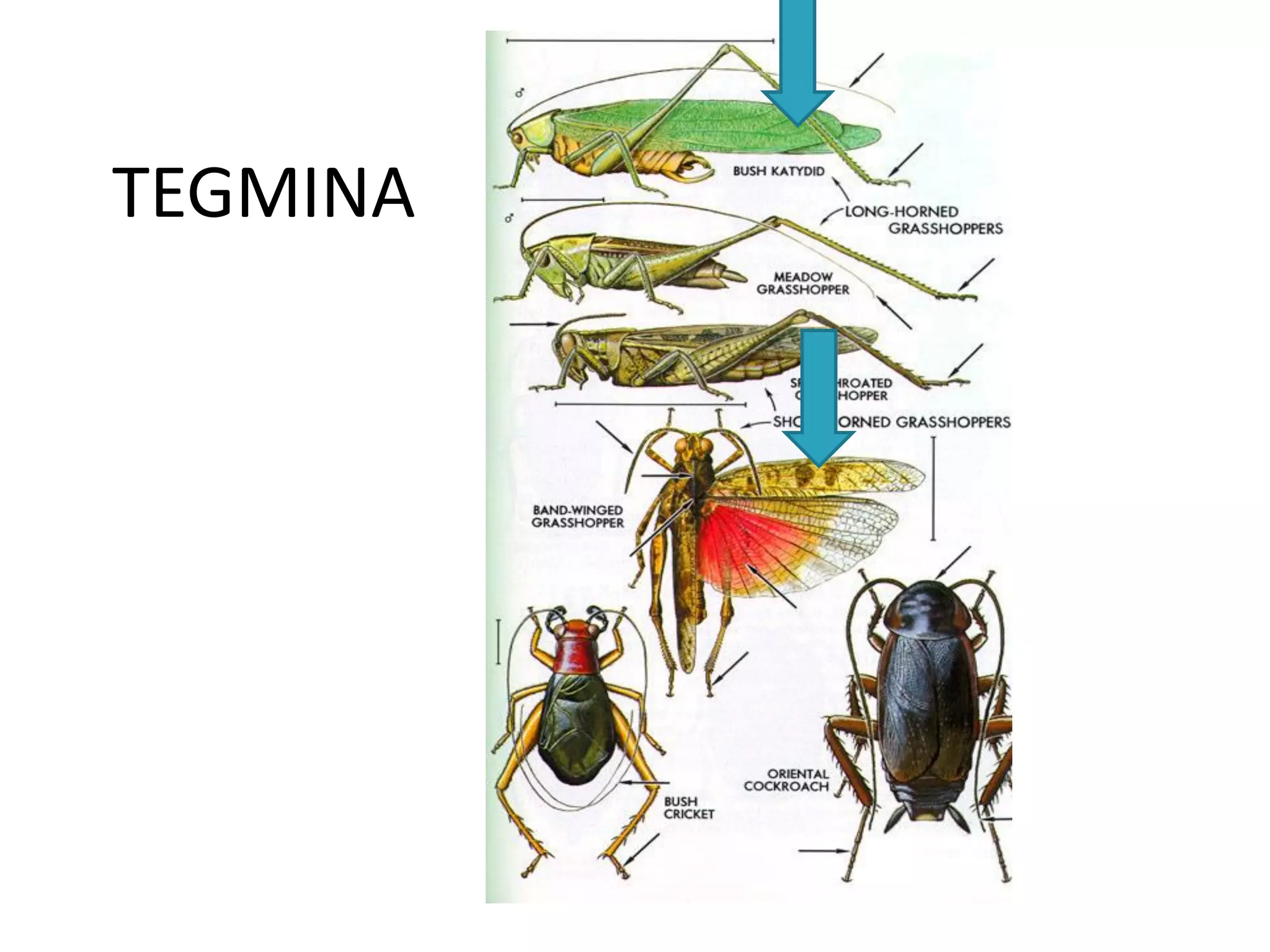 entomologia aula 5 tórax em pdf