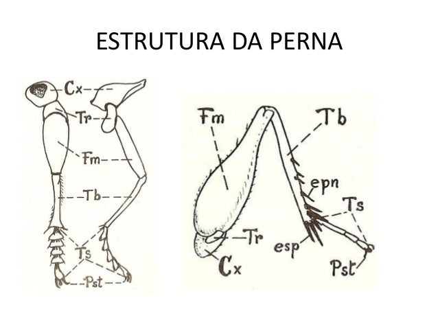 entomologia aula 5 tórax em pdf