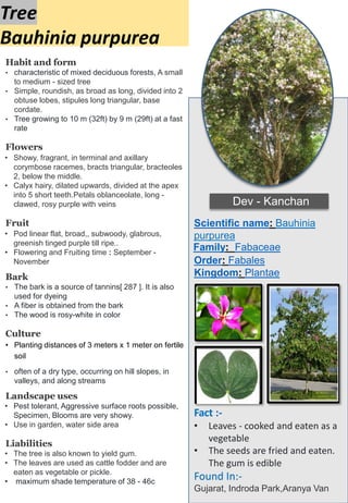 5tree,5shrubs,5ground cover,5creepers | PDF