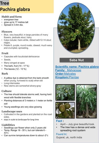 5tree,5shrubs,5ground cover,5creepers | PDF