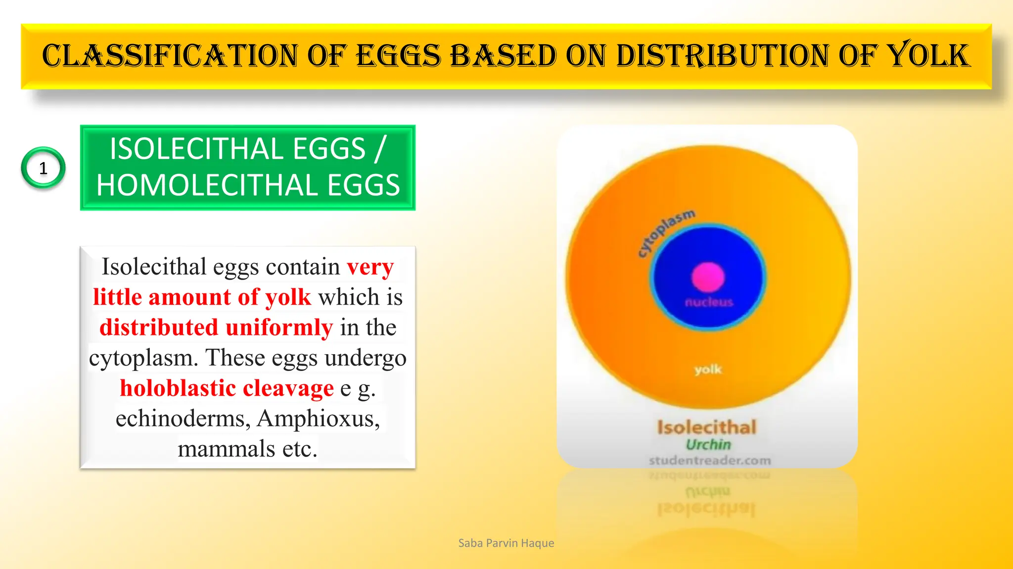 Types of Egg – Based on amount and distribution of yolk | PDF