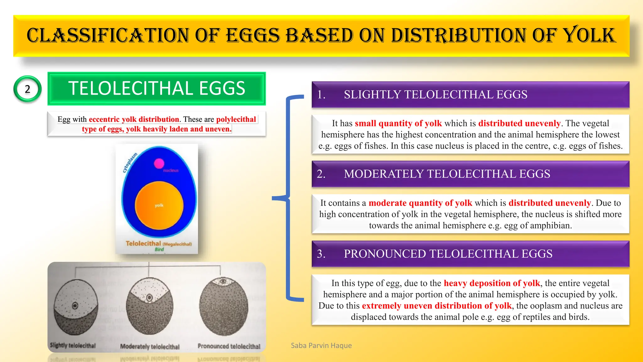 Types of Egg – Based on amount and distribution of yolk | PDF