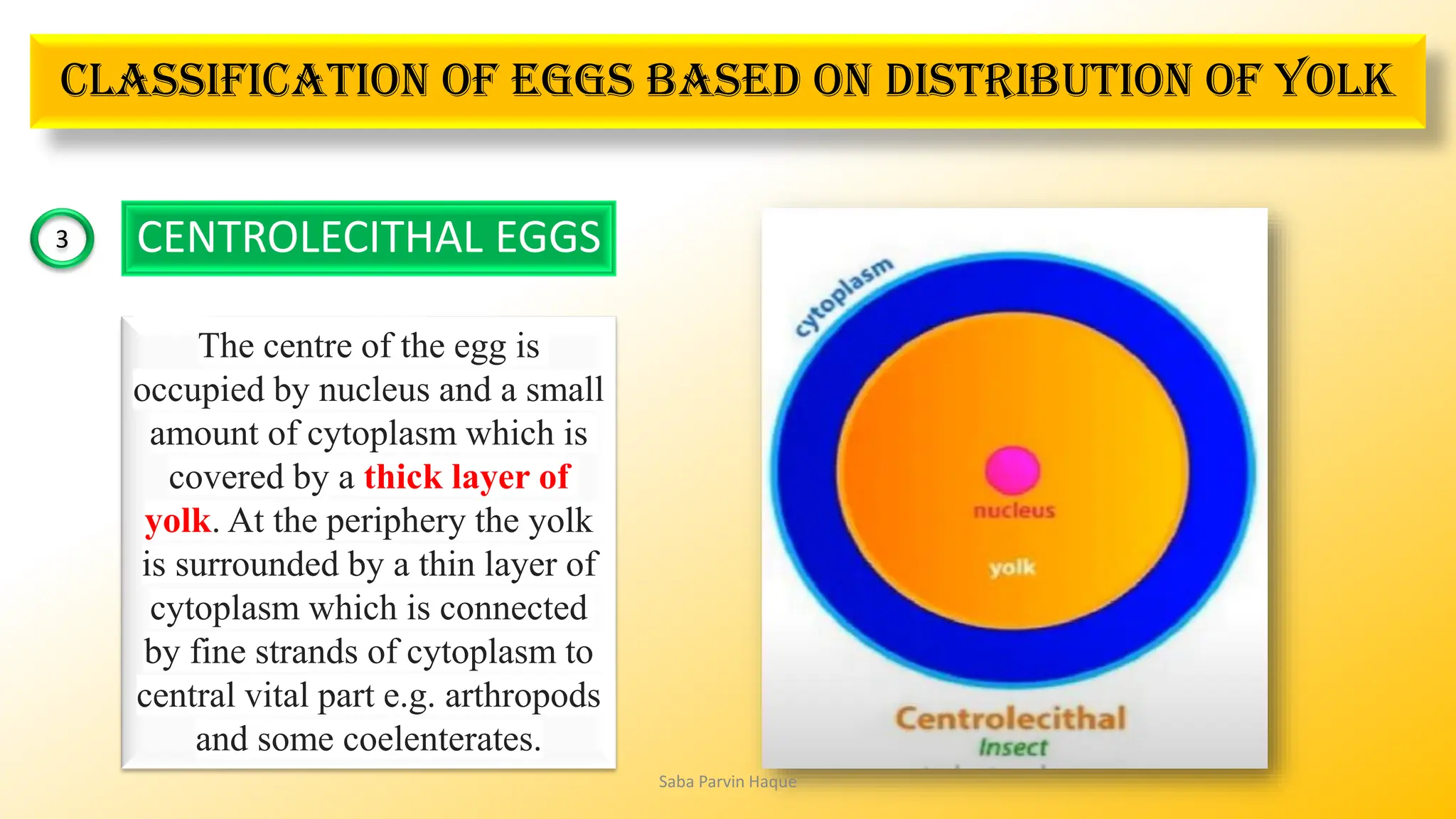Types of Egg – Based on amount and distribution of yolk | PDF