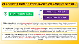 Types of Egg – Based on amount and distribution of yolk | PDF