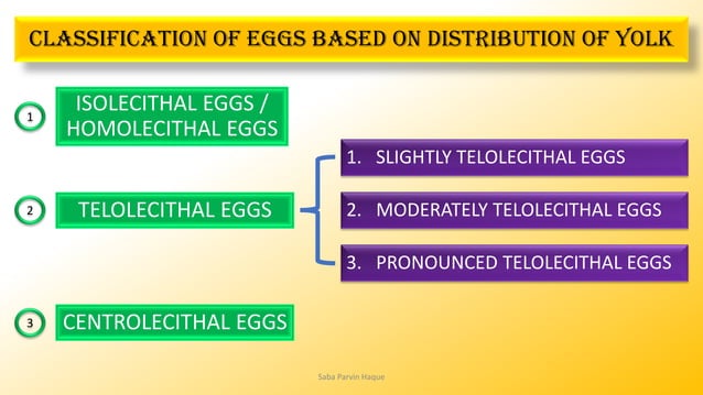 Types of Egg – Based on amount and distribution of yolk | PDF