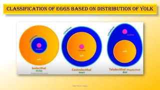 Types of Egg – Based on amount and distribution of yolk | PDF