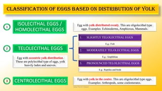 Types of Egg – Based on amount and distribution of yolk | PDF