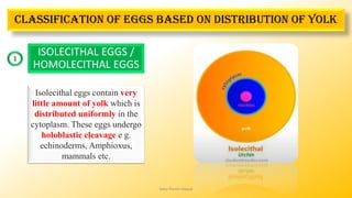 Types of Egg – Based on amount and distribution of yolk | PDF