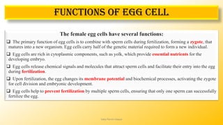 Types of Egg – Based on amount and distribution of yolk | PDF