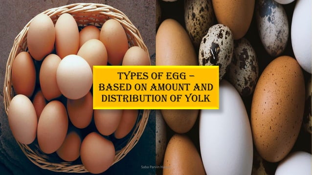 Types of Egg – Based on amount and distribution of yolk | PDF