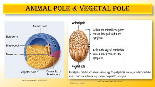 Types of Egg – Based on amount and distribution of yolk | PDF
