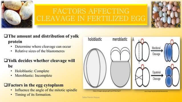 Types of Egg – Based on amount and distribution of yolk | PDF