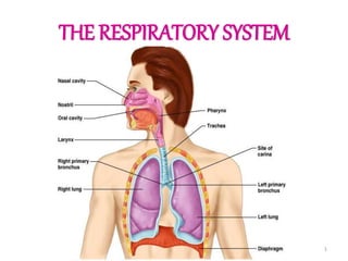 Respiratory_anatomy.pptx
