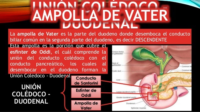Vesícula biliar, Estructura, Histologia