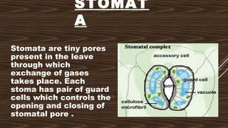Life processes | PPT