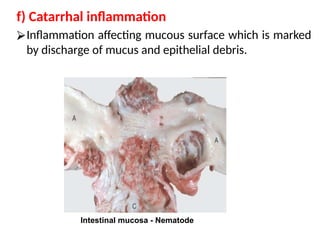 inflammation process in veterinary science (2).pptx