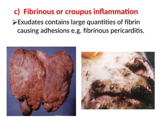 inflammation process in veterinary science (2).pptx