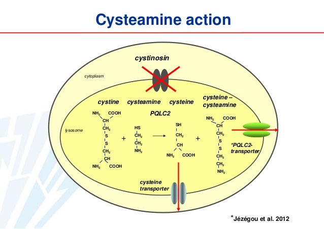 6-1. Cystinosis. Elena Levtchenko (eng)