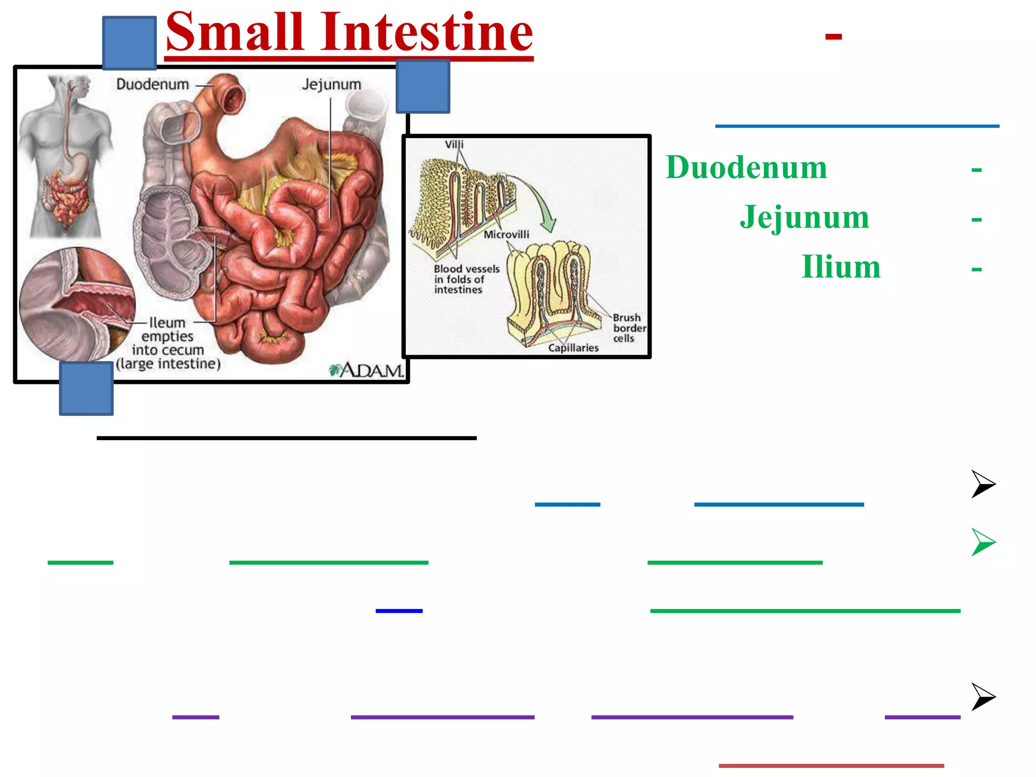 (6) الجهاز الهضمي | PPTX