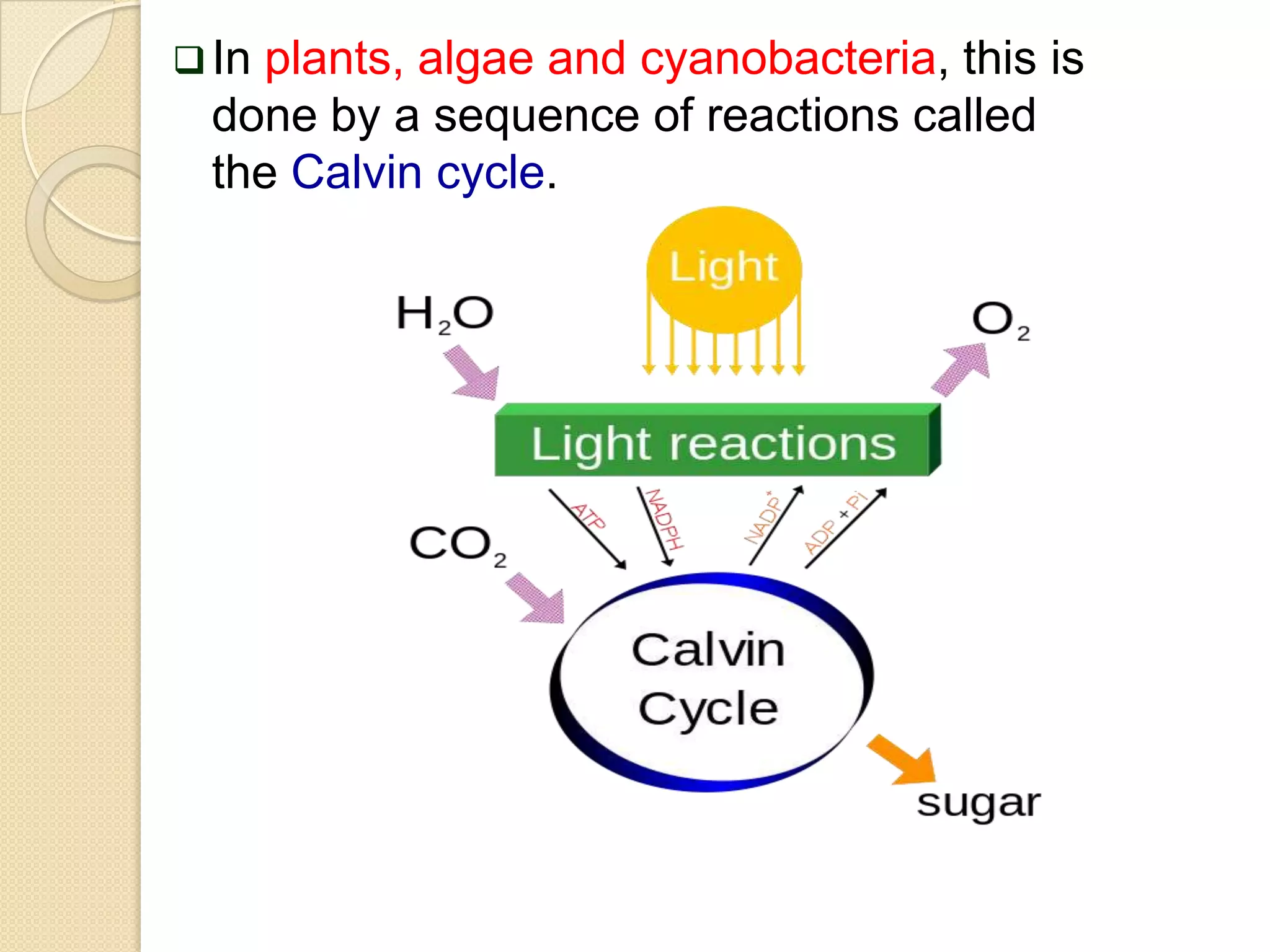 Photosynthesis (form 4 biology) | PPTX