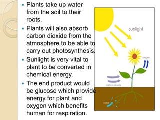 Photosynthesis (form 4 biology) | PPTX